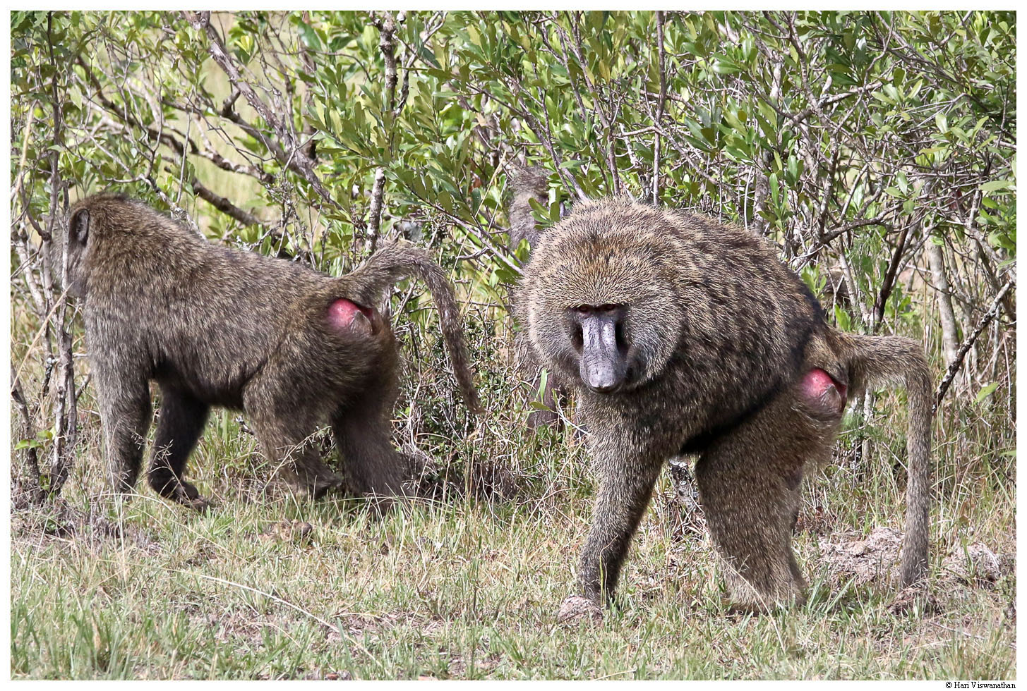 Hari Viswanathan's Photo Gallery