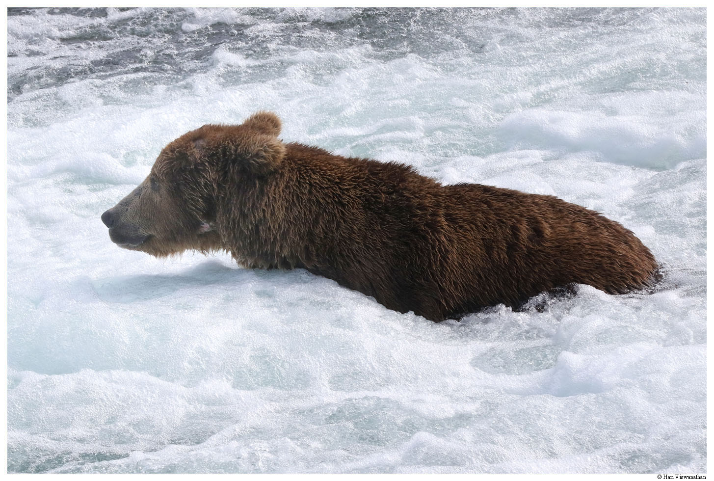 Hari Viswanathan's Photo Gallery