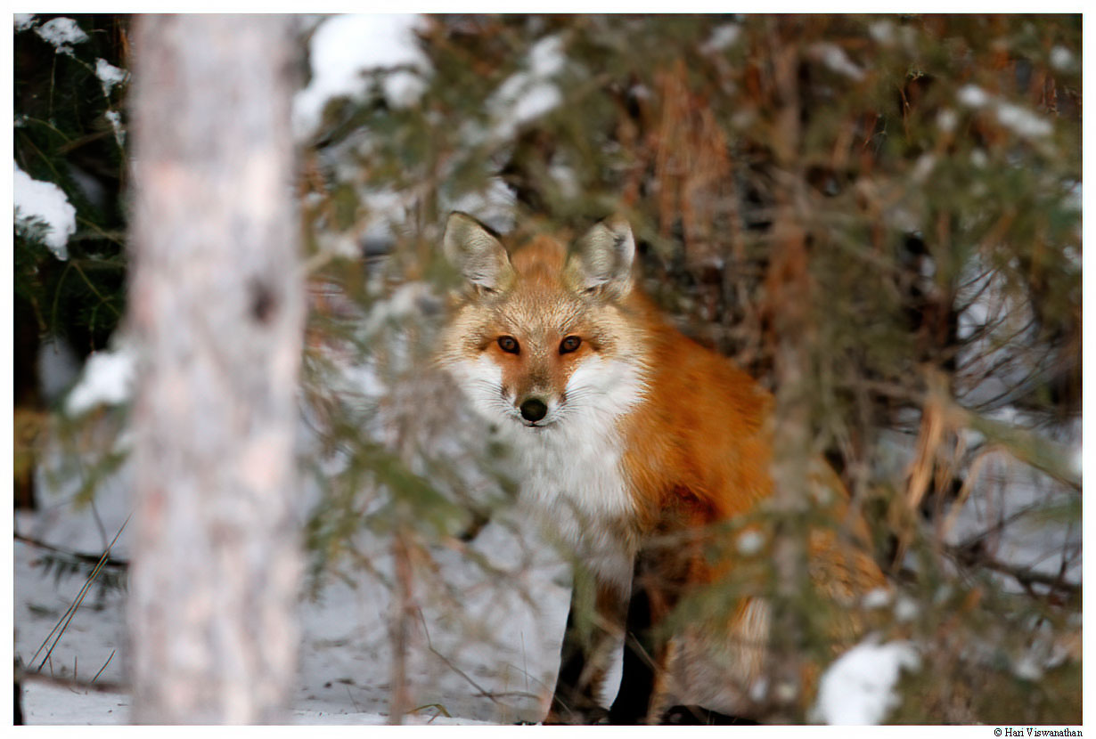 Hari Viswanathan's Photo Gallery