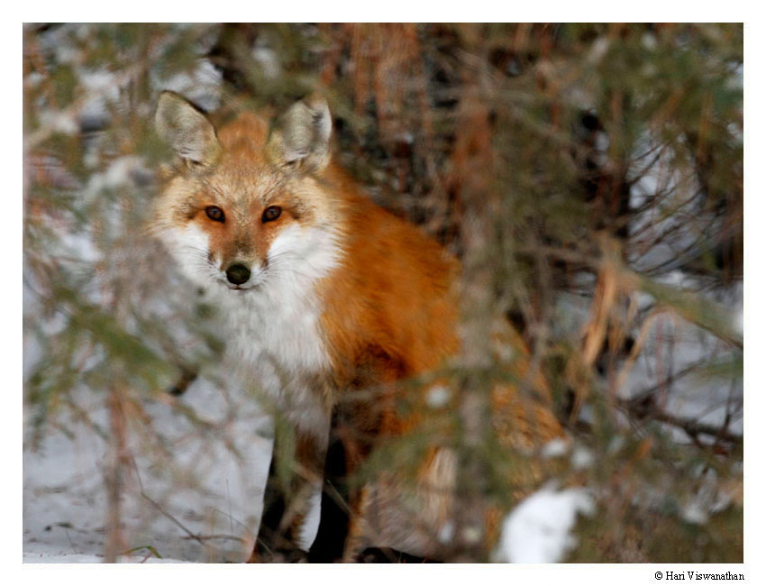 Hari Viswanathan's Photo Gallery