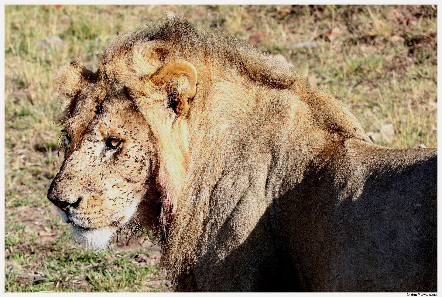 Hari Viswanathan's Photo Gallery