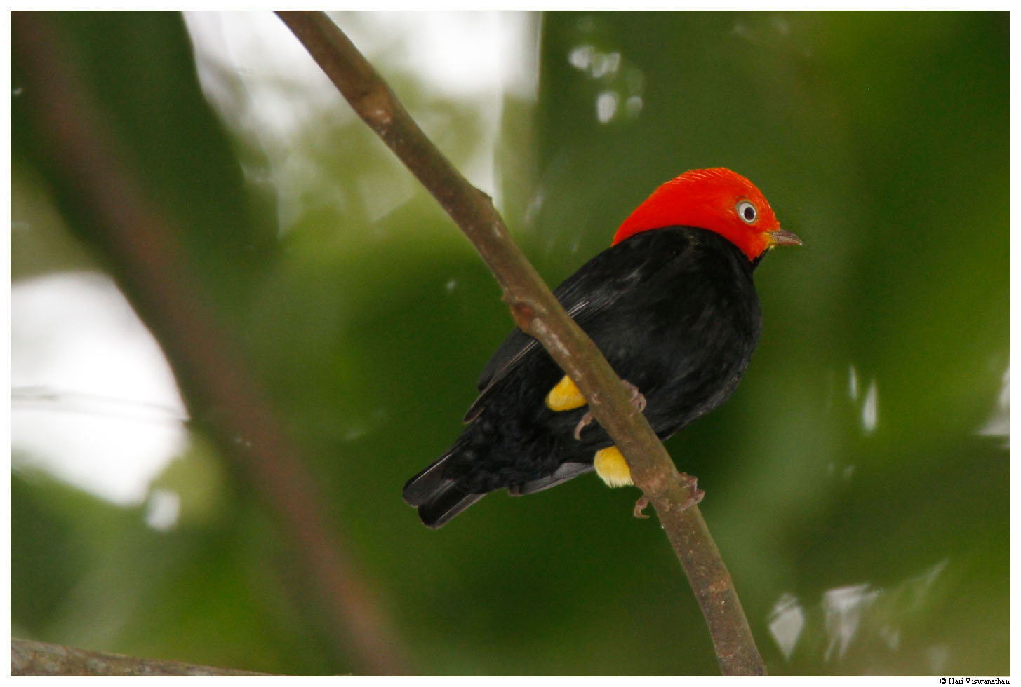 Hari Viswanathan's Photo Gallery