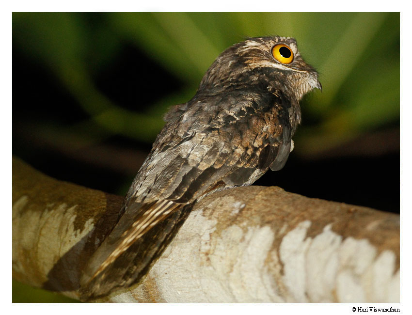 Hari Viswanathan's Photo Gallery