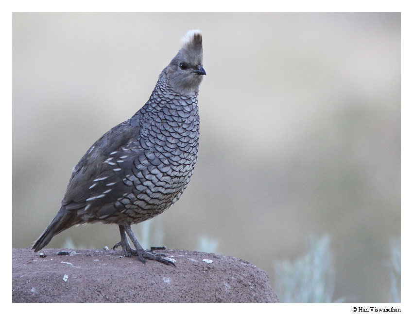 Hari Viswanathan's Photo Gallery